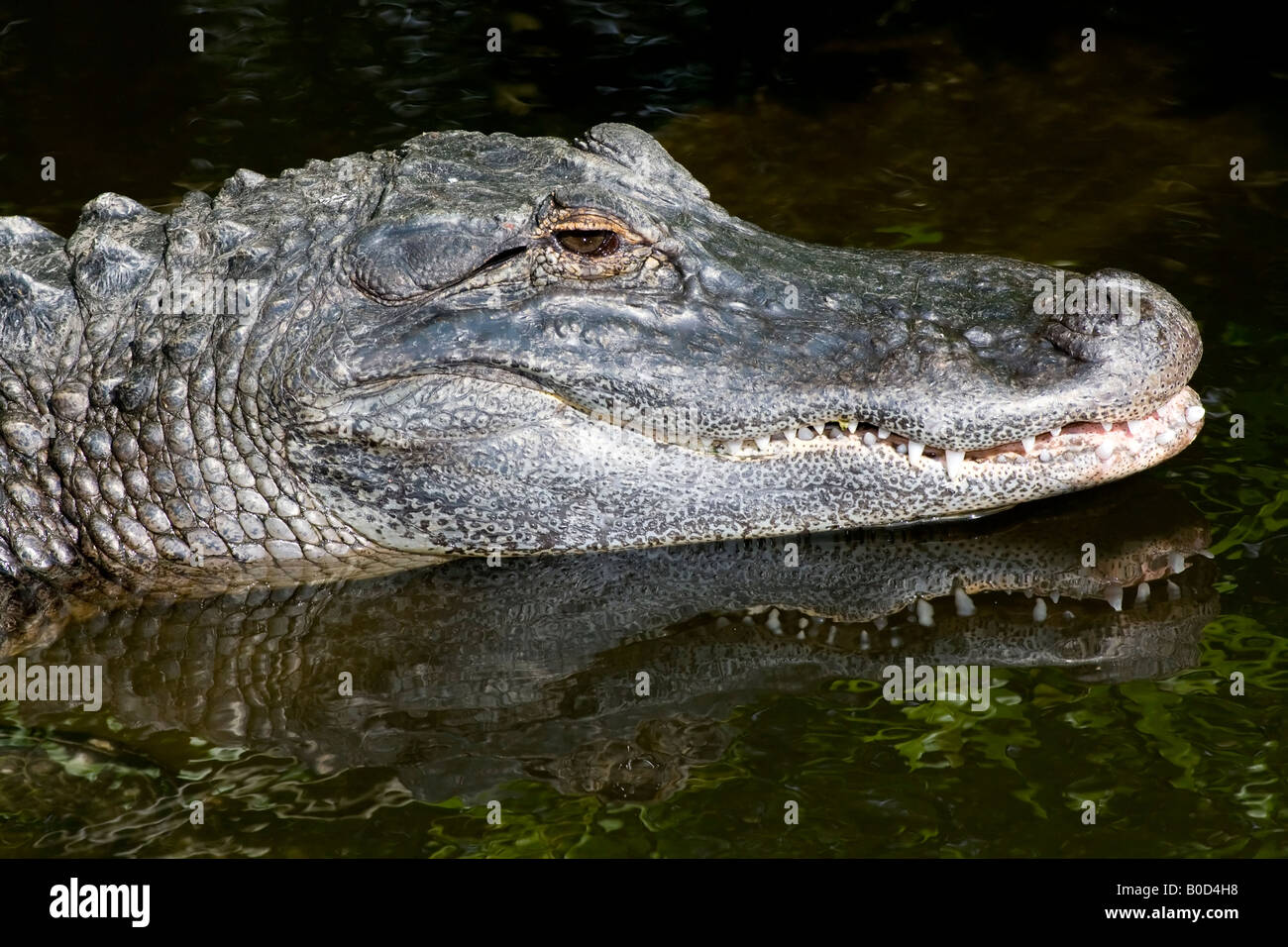 A head shot of an adult american alligator Stock Photo - Alamy