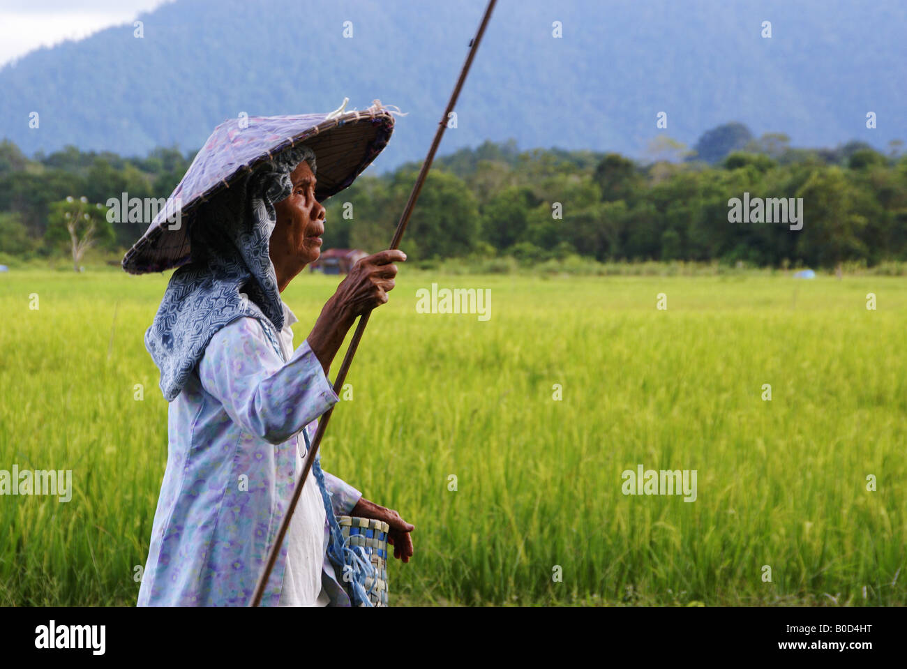 An elderly Bidayuh woman fishing in the irrigation channel for the rice ...