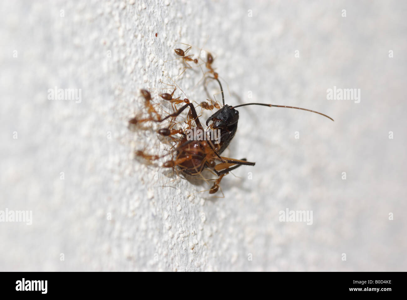 Small red ants drag an enormous dead elephant ant up a wall Stock Photo ...