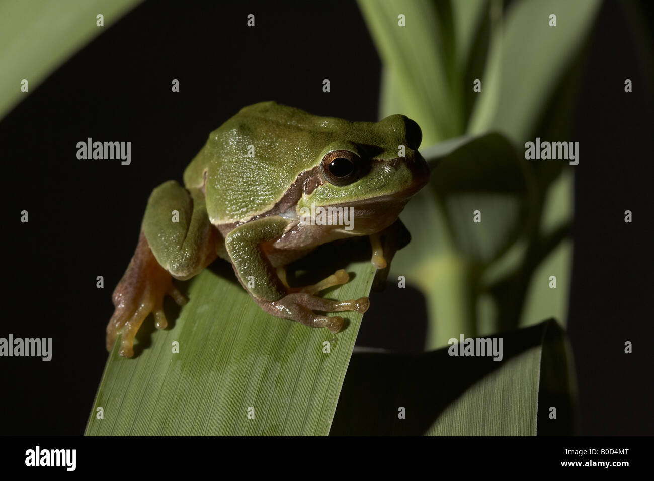 Italian Tree Frog Hyla intermedia Central Italy Stock Photo - Alamy