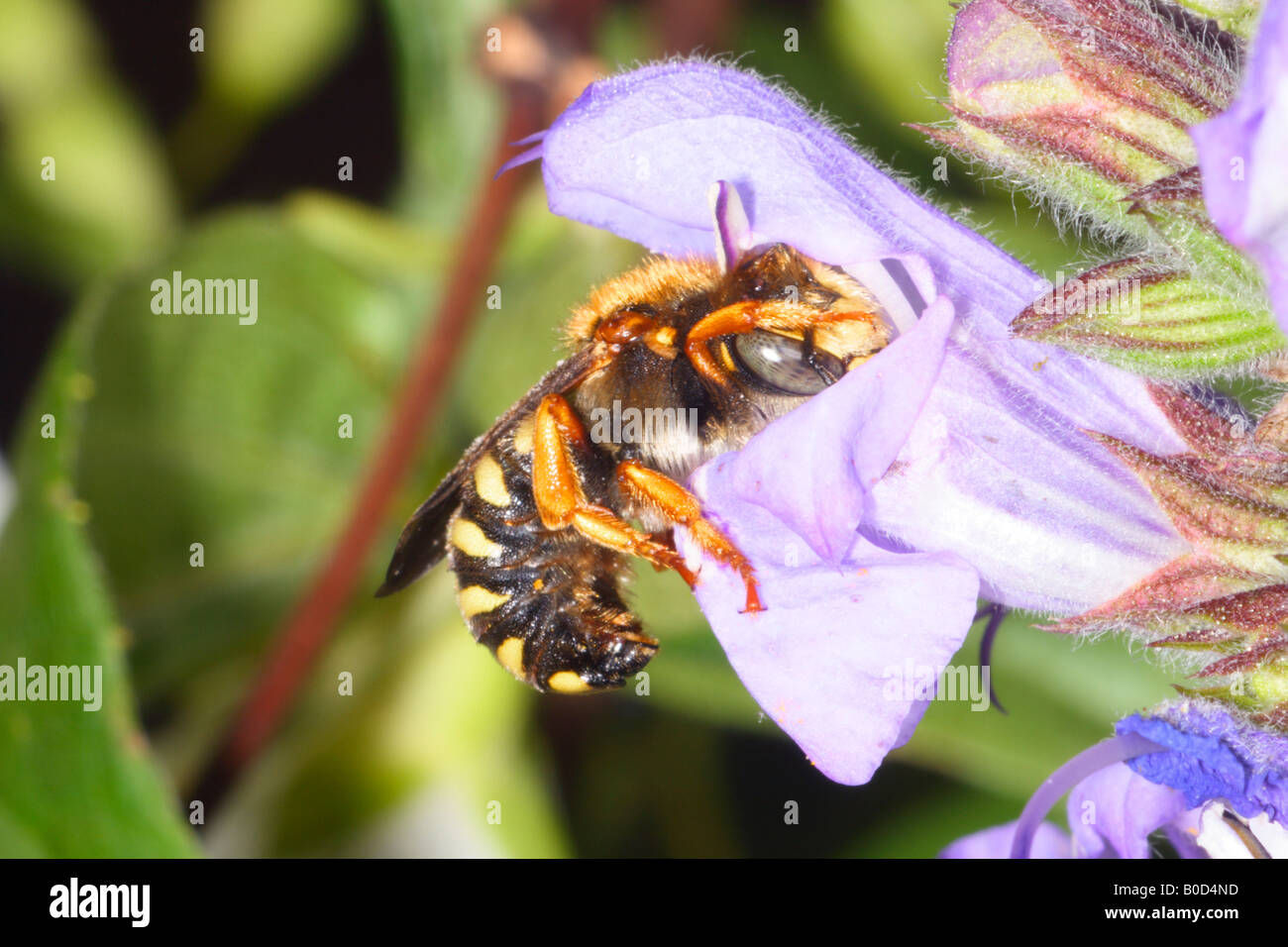Anthidium sp hi-res stock photography and images - Alamy