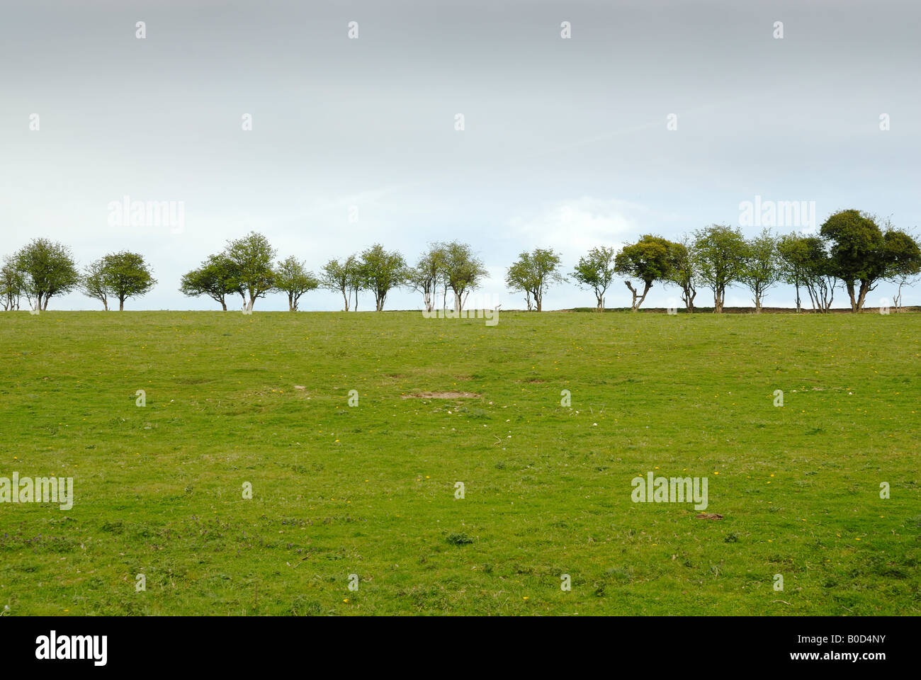 Line of trees on green hill,Test valley Stock Photo - Alamy