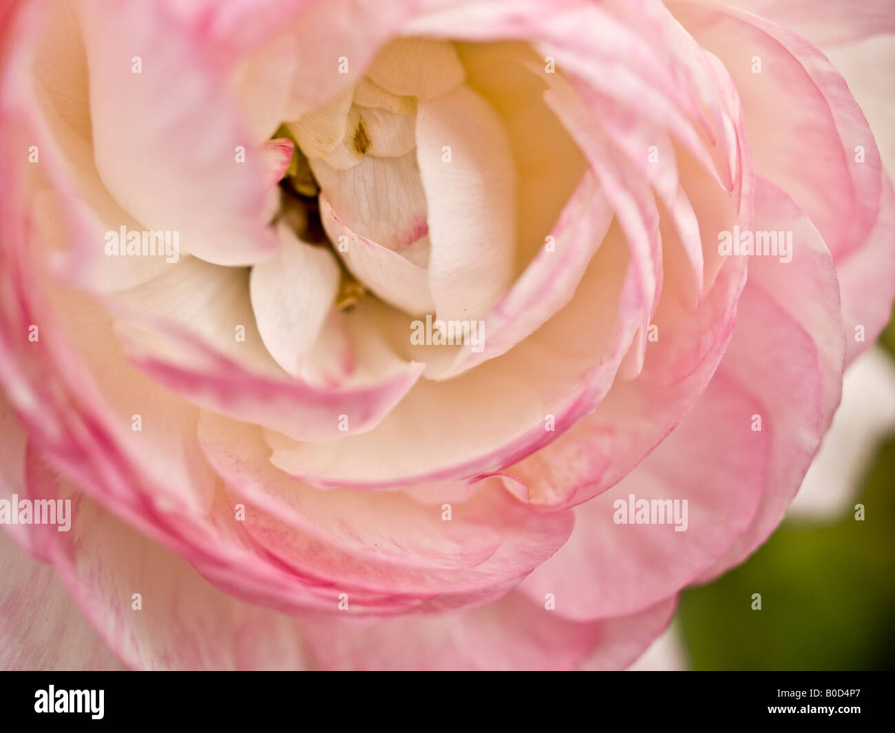Pink ranunculus detail (3 Stock Photo - Alamy