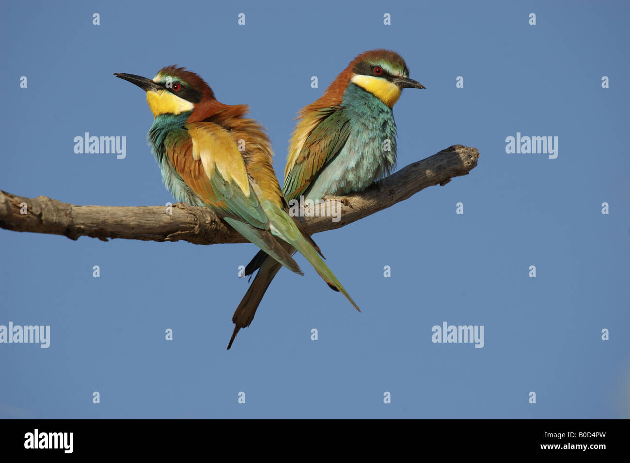 European bee eater Stock Photo - Alamy