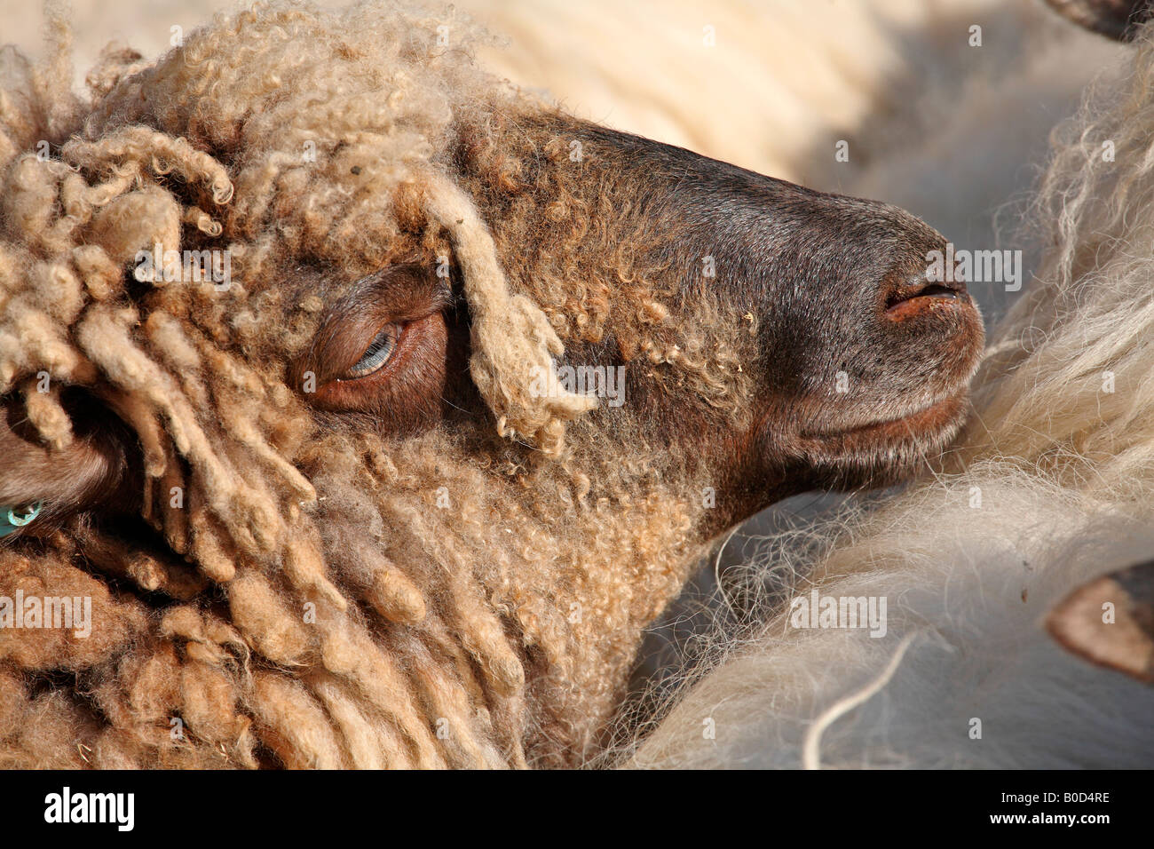 LATXA SHEEP WHERE COMES IDIAZABAL CHEESE BILBAO BIZKAIA BASQUE COUNTRY ...