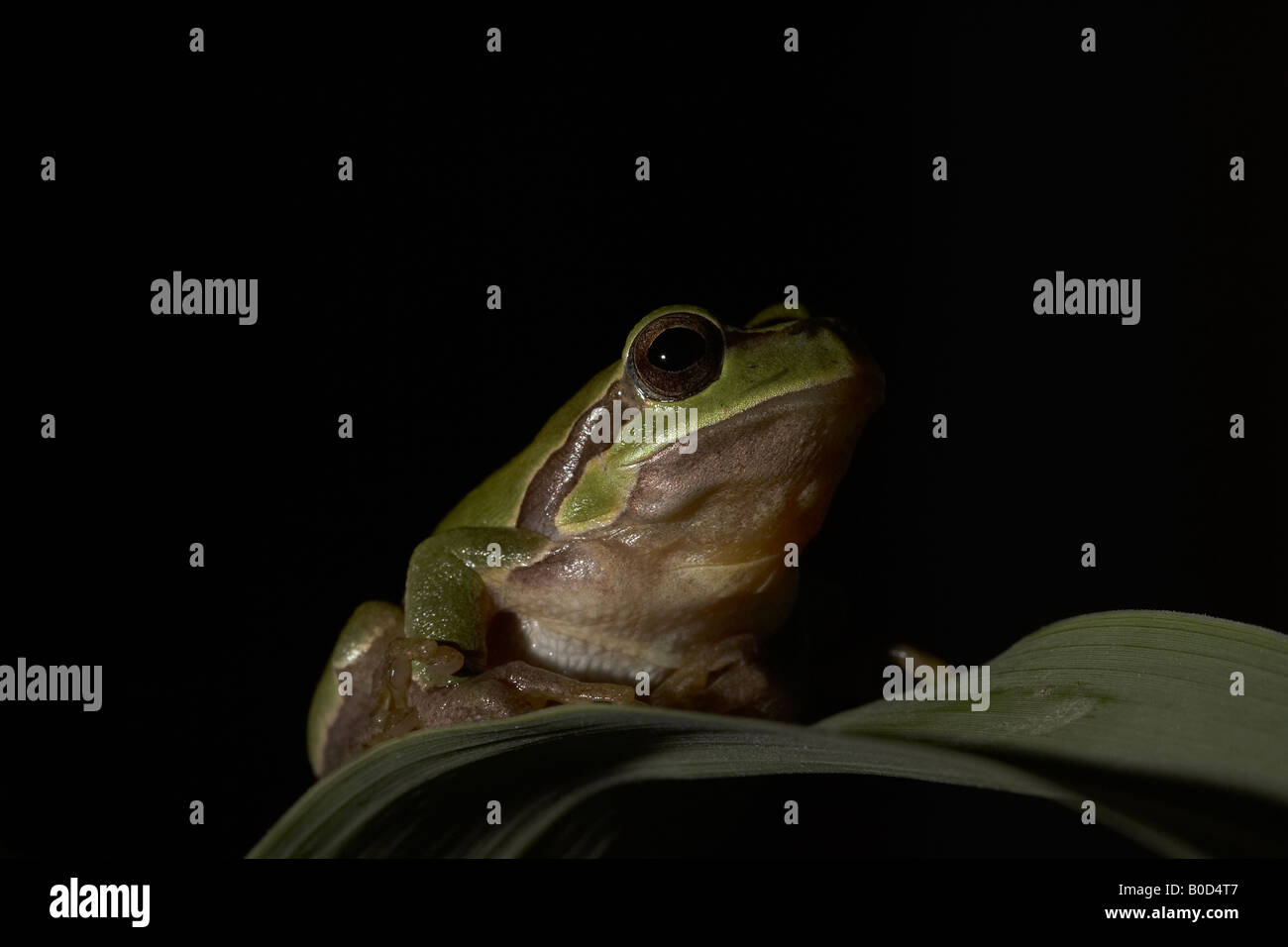 Italian Tree Frog Hyla intermedia Central Italy Stock Photo - Alamy