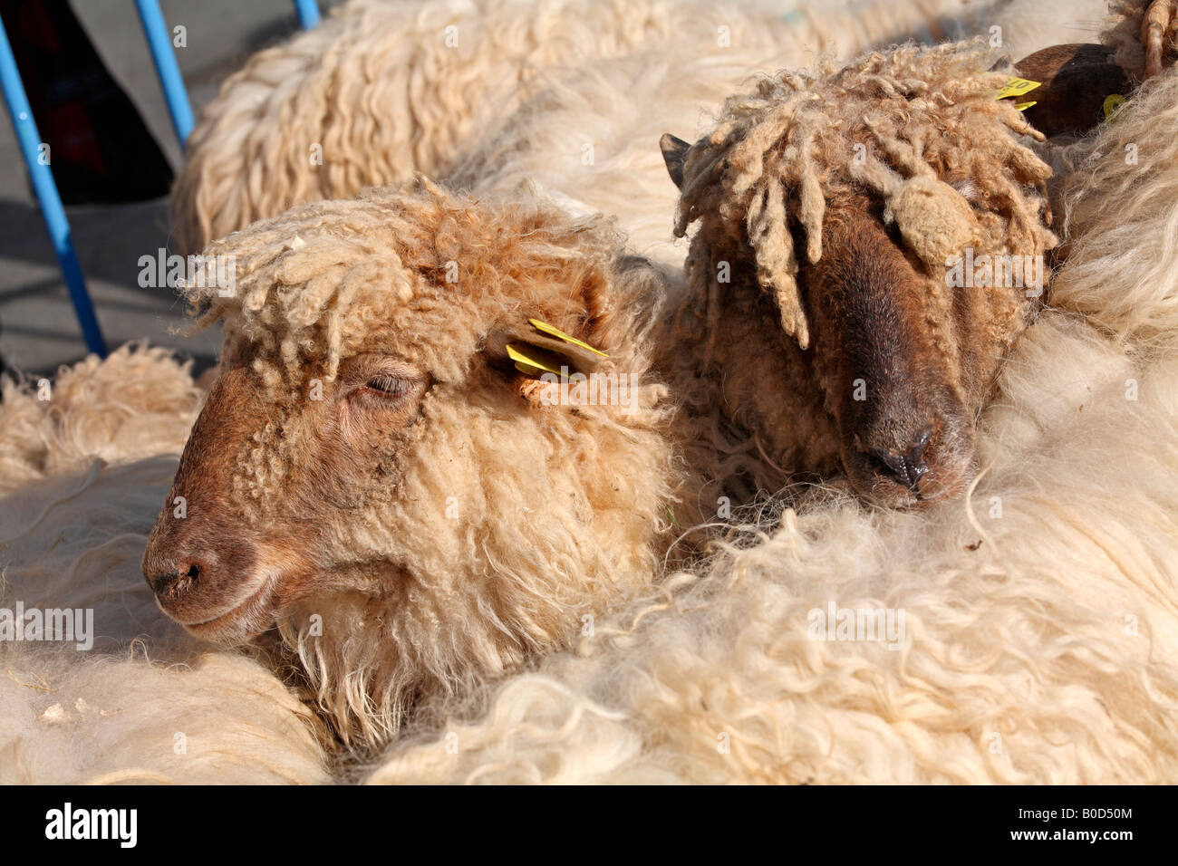 LATXA SHEEP WHERE COMES IDIAZABAL CHEESE BILBAO BIZKAIA BASQUE COUNTRY ...