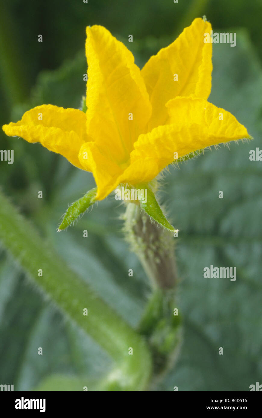 Cucumber flower female hi-res stock photography and images - Alamy