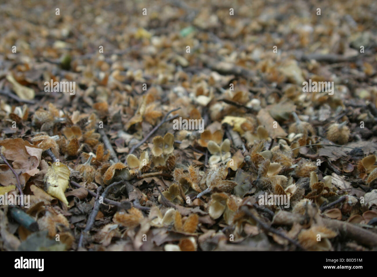 beech cones in Autumn Stock Photo - Alamy