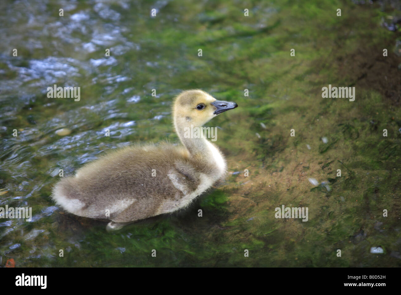 Fuzzy duckling hi-res stock photography and images - Alamy