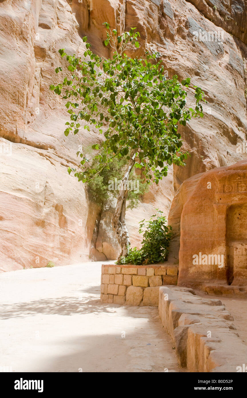 Middle East Jordan Petra UNESCO World Heritage Site A tree growing out ...