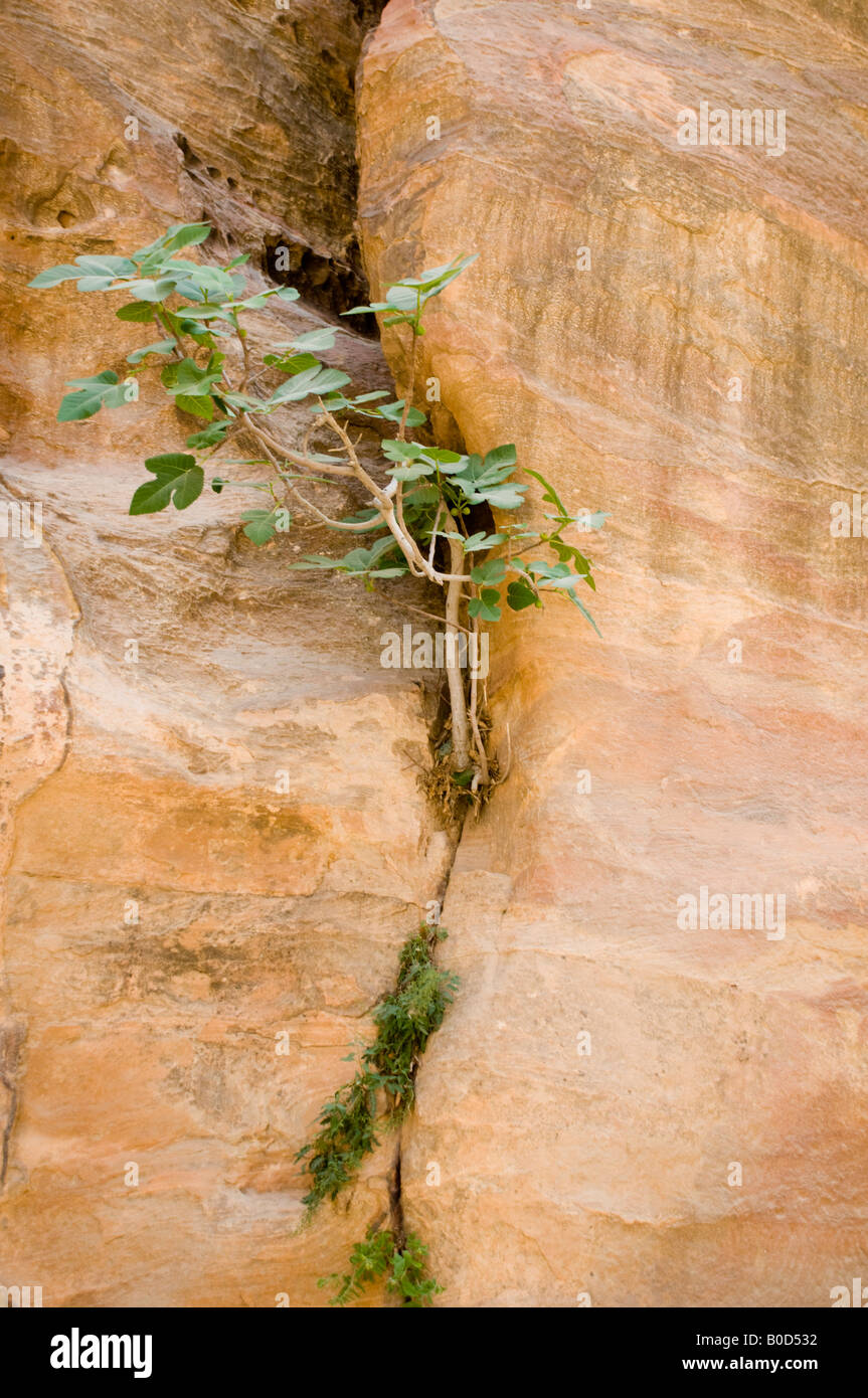 Middle East Jordan Petra UNESCO World Heritage Site A tree growing out ...