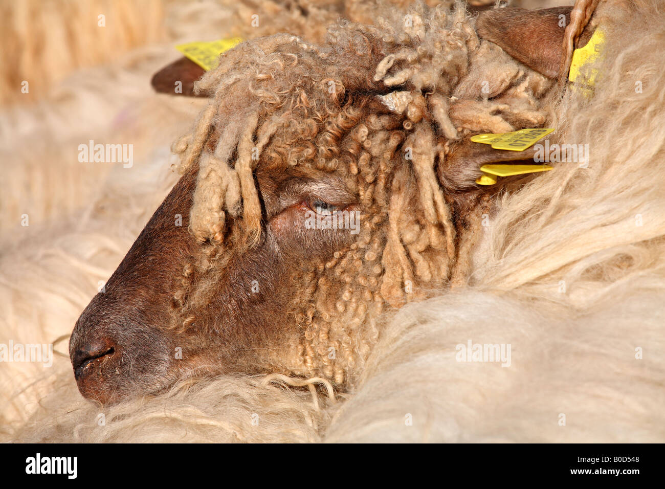 LATXA SHEEP WHERE COMES IDIAZABAL CHEESE BILBAO BIZKAIA BASQUE COUNTRY ...