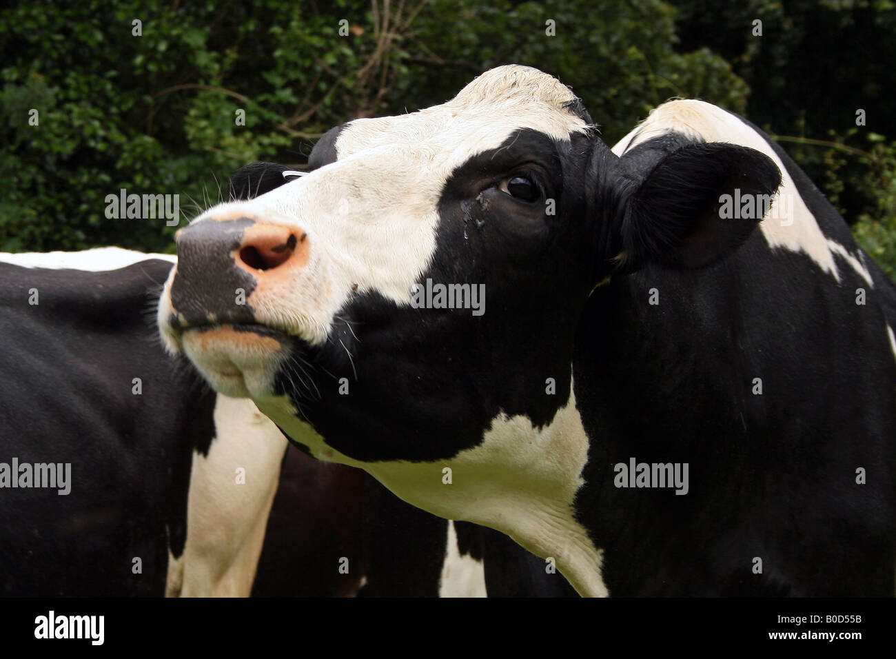 An inquisitive cow pokes his head forward for a closer look! Stock ...