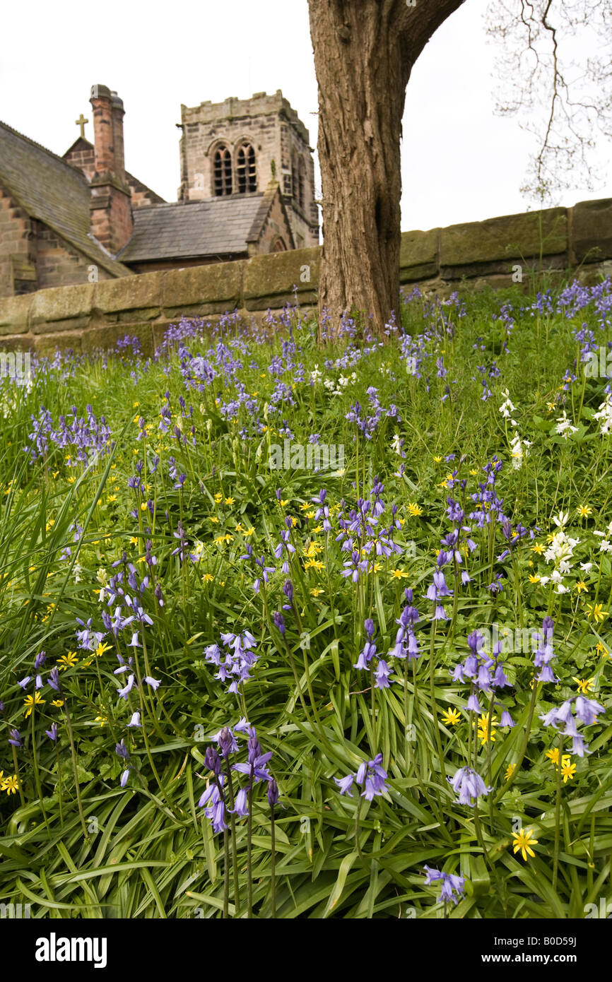 UK Cheshire Mobberley Bluebells outside St Wilfrids Church Stock Photo ...
