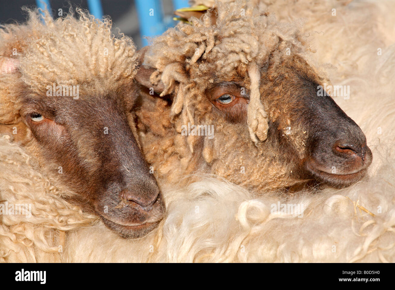 Raza latxa hi-res stock photography and images - Alamy
