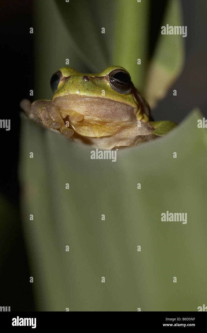 Italian Tree Frog Hyla intermedia Central Italy Stock Photo - Alamy