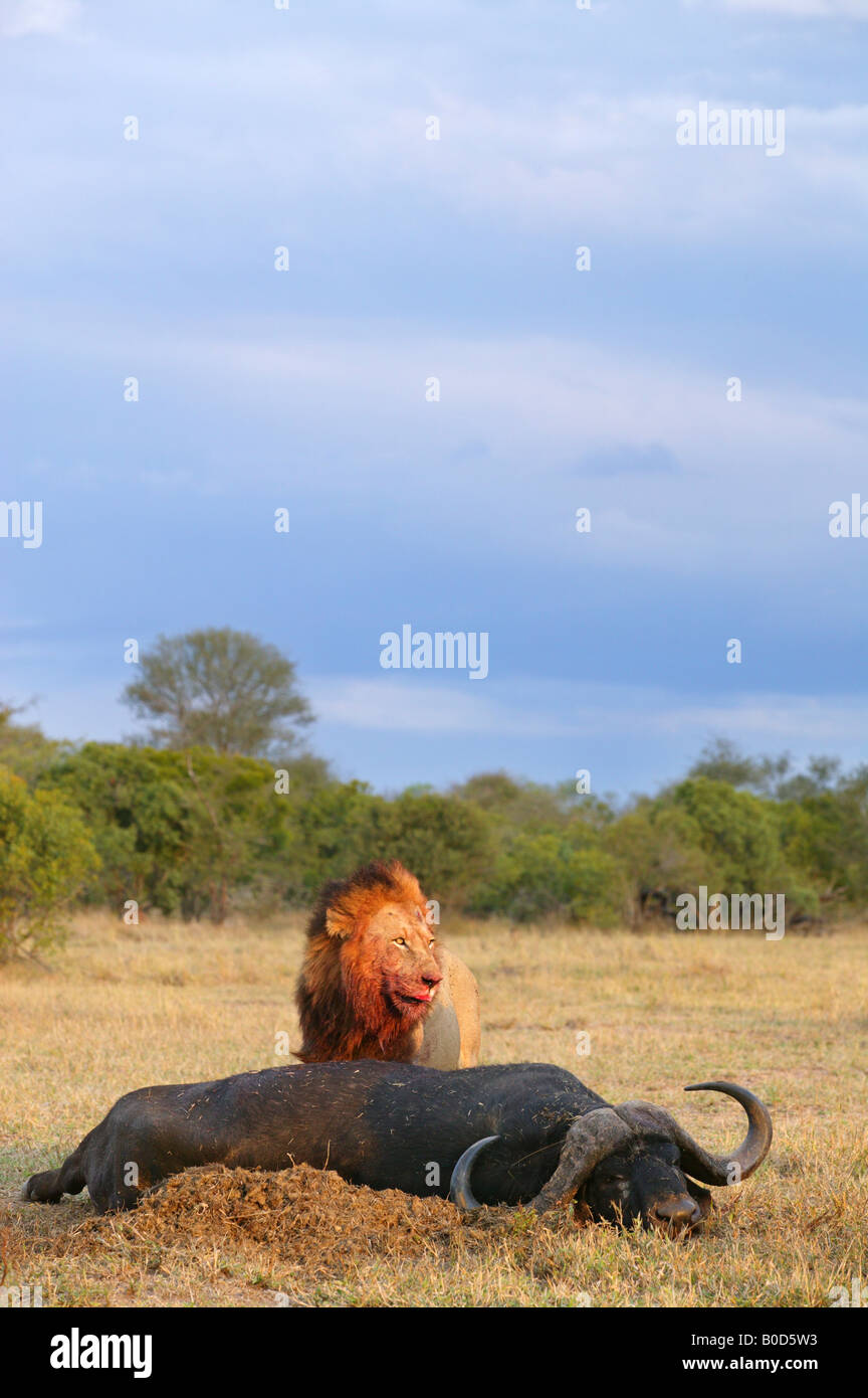 Male lion prey hi-res stock photography and images - Alamy