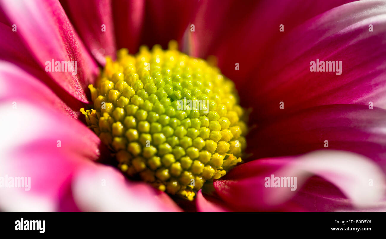 Pink ovary hi-res stock photography and images - Alamy
