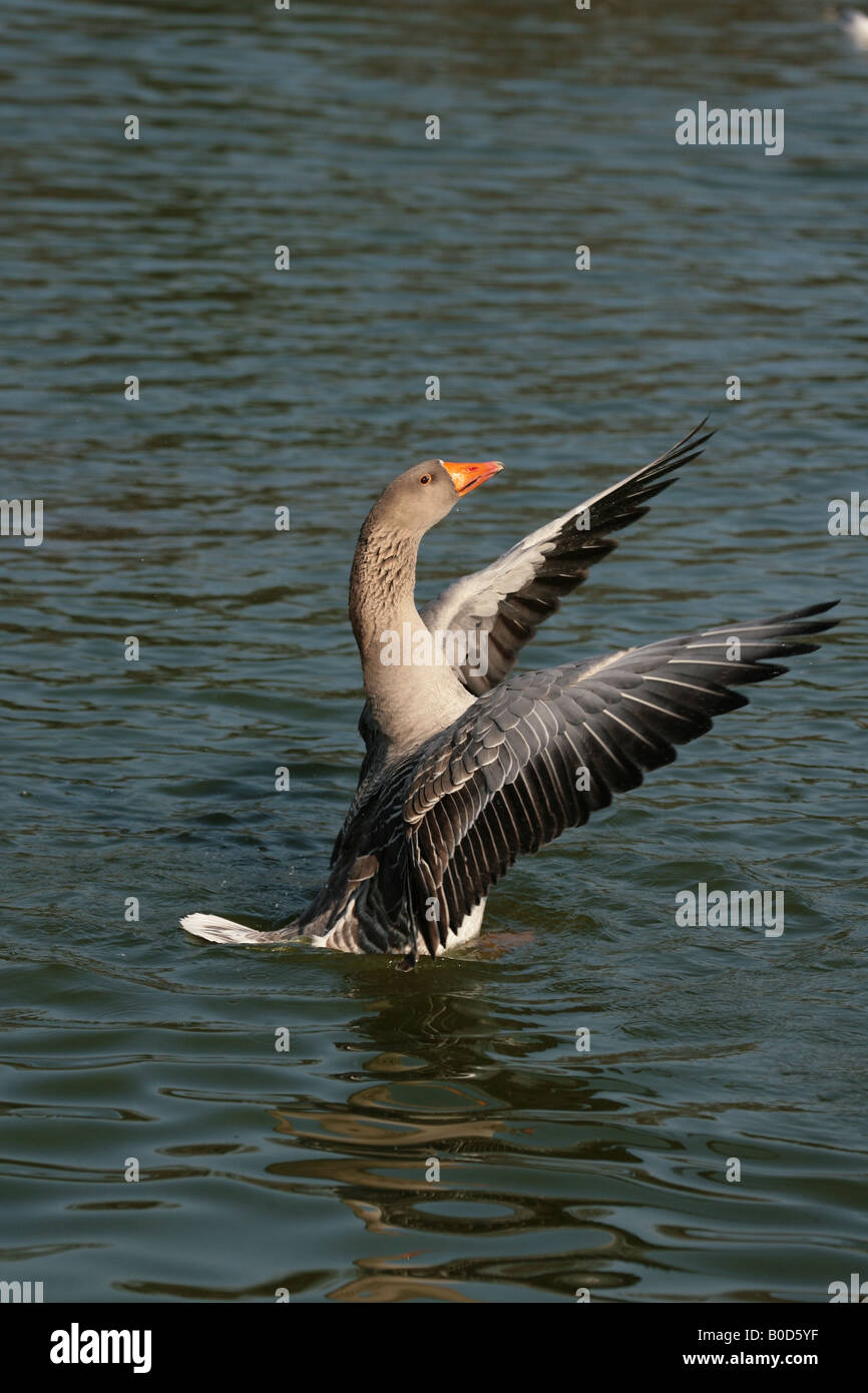 Greylag goose stretching its wings Stock Photo - Alamy