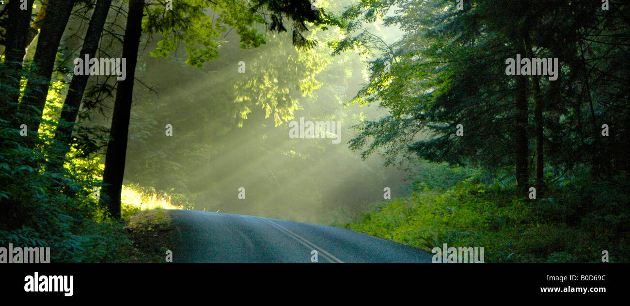 Morning light on rural road through countryside, Olympic Peninsula ...