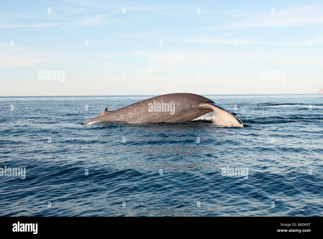 Blue Whale diving Stock Photo - Alamy