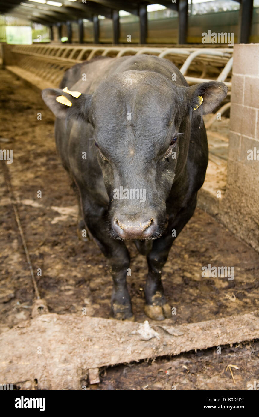 Black bull in a barn Hampshire England Stock Photo - Alamy