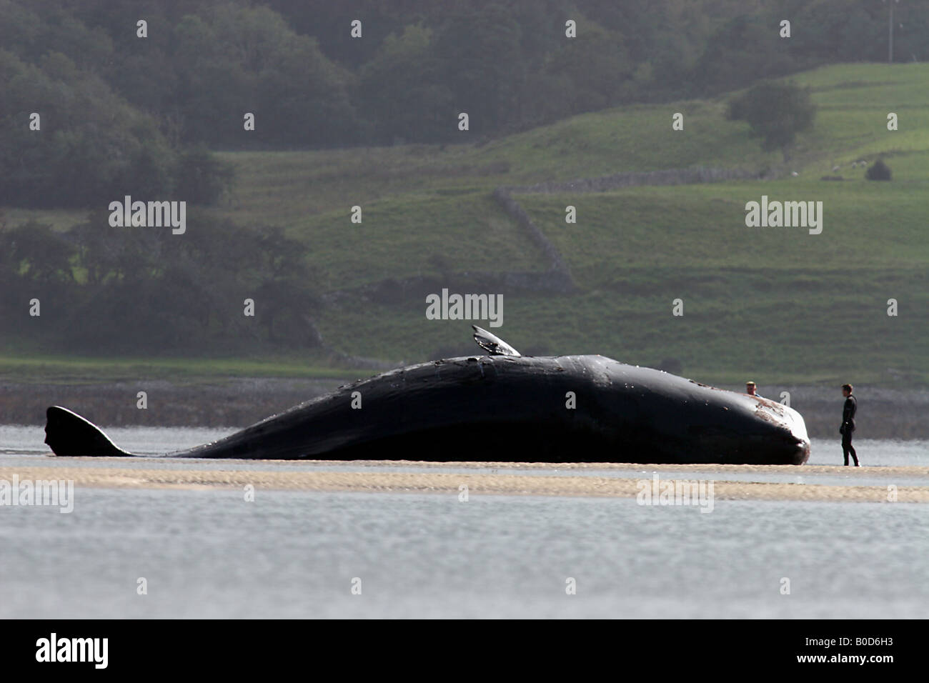 Stranded Sperm Whale Stock Photo - Alamy