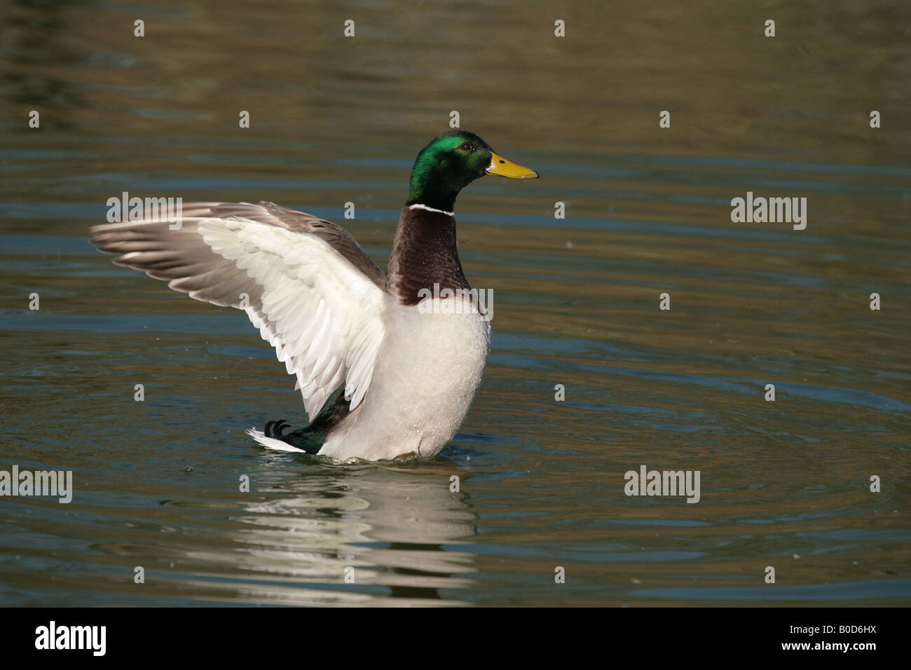 Male mallard duck stretching its wings Stock Photo - Alamy