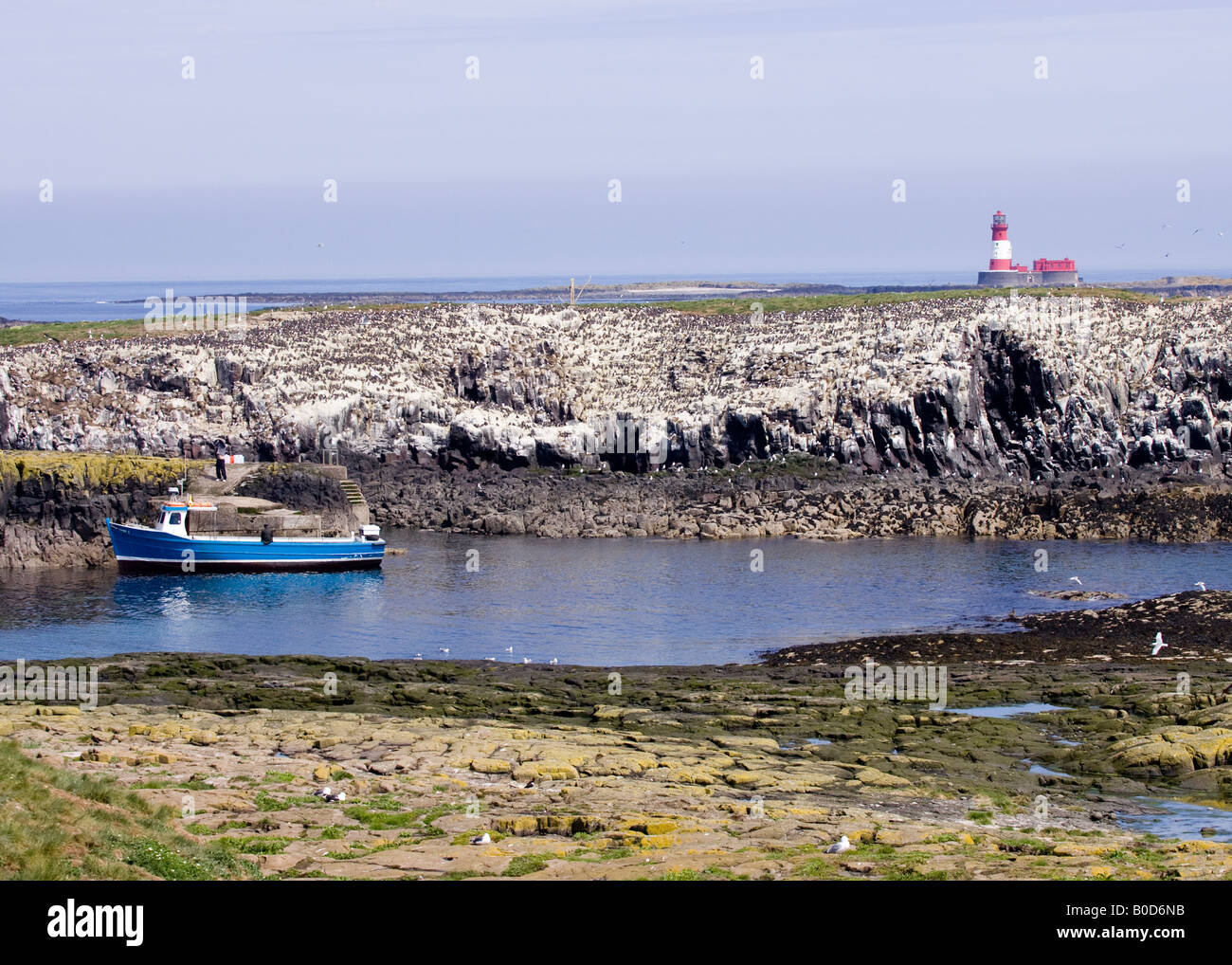 View of Outer Farne with tour boat Glad Tidings and Longstone ...