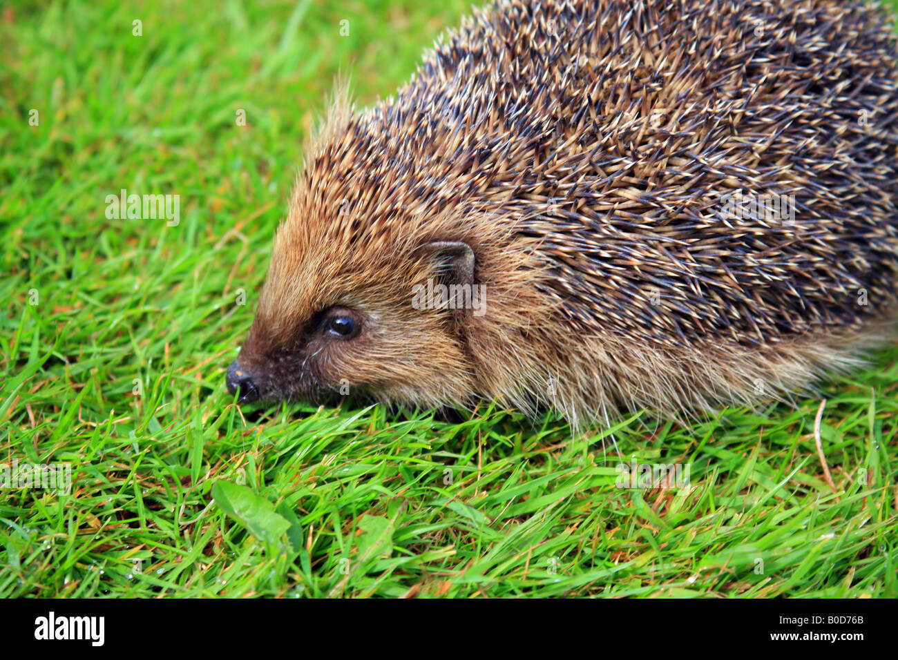Hedgehog on grass lawn during the day in Kent England Stock Photo - Alamy