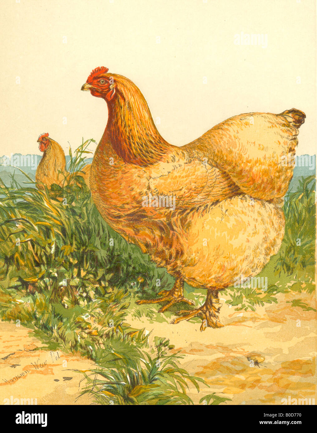 Buff cochin hi-res stock photography and images - Alamy