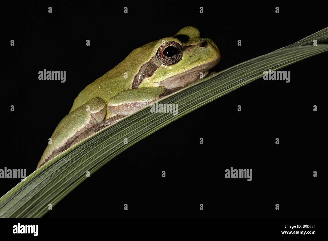Italian Tree Frog Hyla intermedia Central Italy Stock Photo - Alamy