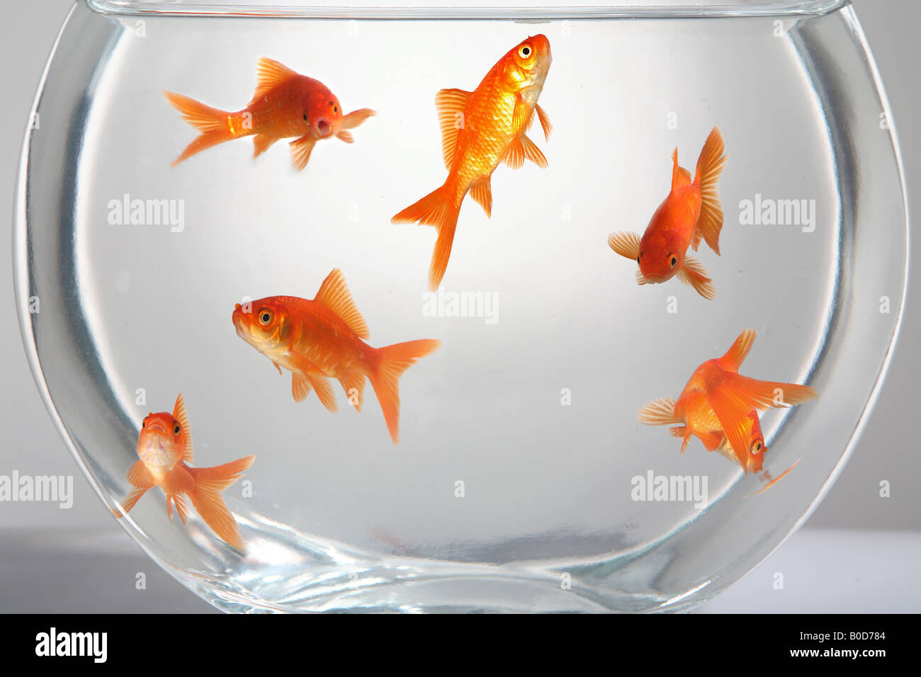 Goldfish bowl feed hi-res stock photography and images - Alamy