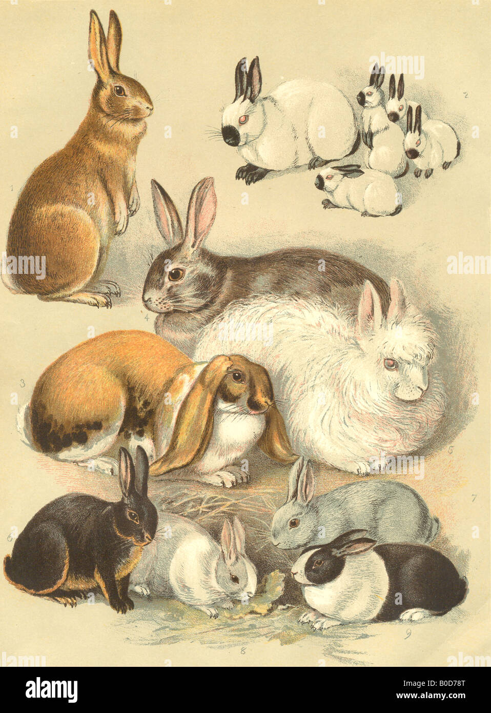 Black rabbit and white rabbits hi-res stock photography and images - Alamy