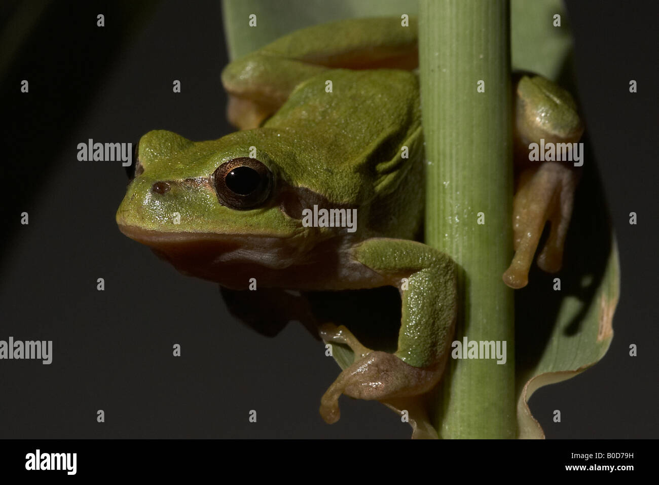 Italian Tree Frog Hyla intermedia Central Italy Stock Photo - Alamy
