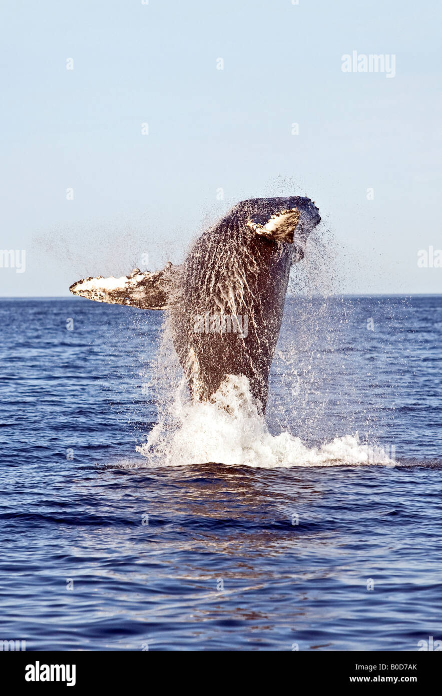 Breaching humpback whale hi-res stock photography and images - Alamy