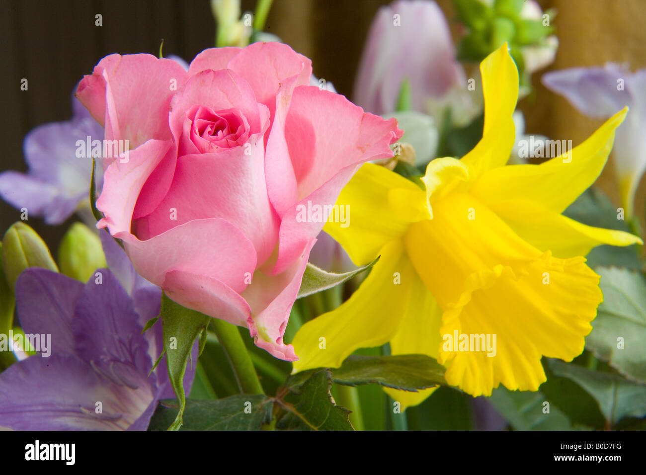Pink rose and yellow daffodil Stock Photo - Alamy