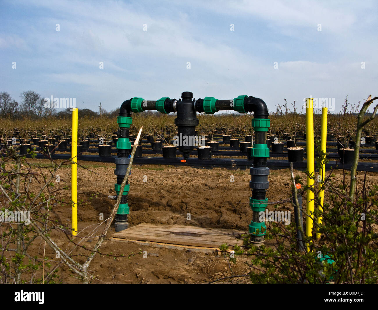 Irrigation pipes in a field full of berry cultivation during the Summer ...