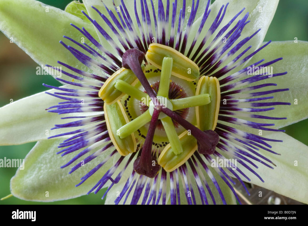 Close up of flower details in Passiflora caerulea, the blue ...
