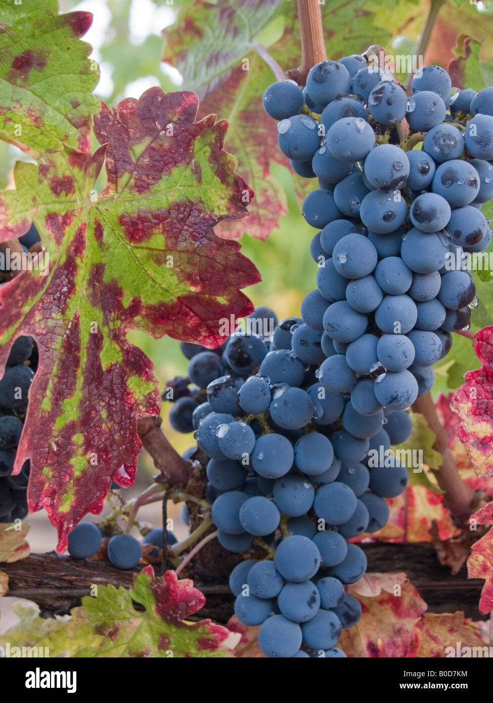 Autumn winegrapes on vine in Napa Valley Stock Photo - Alamy