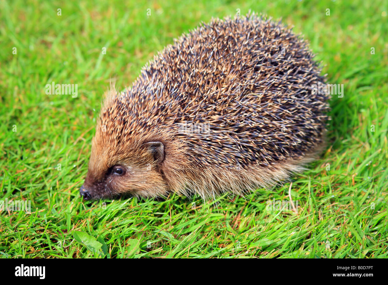 Hedgehog on grass lawn during the day in Kent England Stock Photo - Alamy