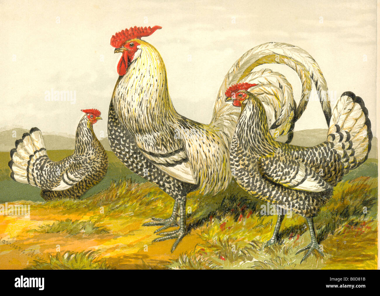 Chromolithograph of Silver spangled Hamburghs by artist Harrison Weir ...