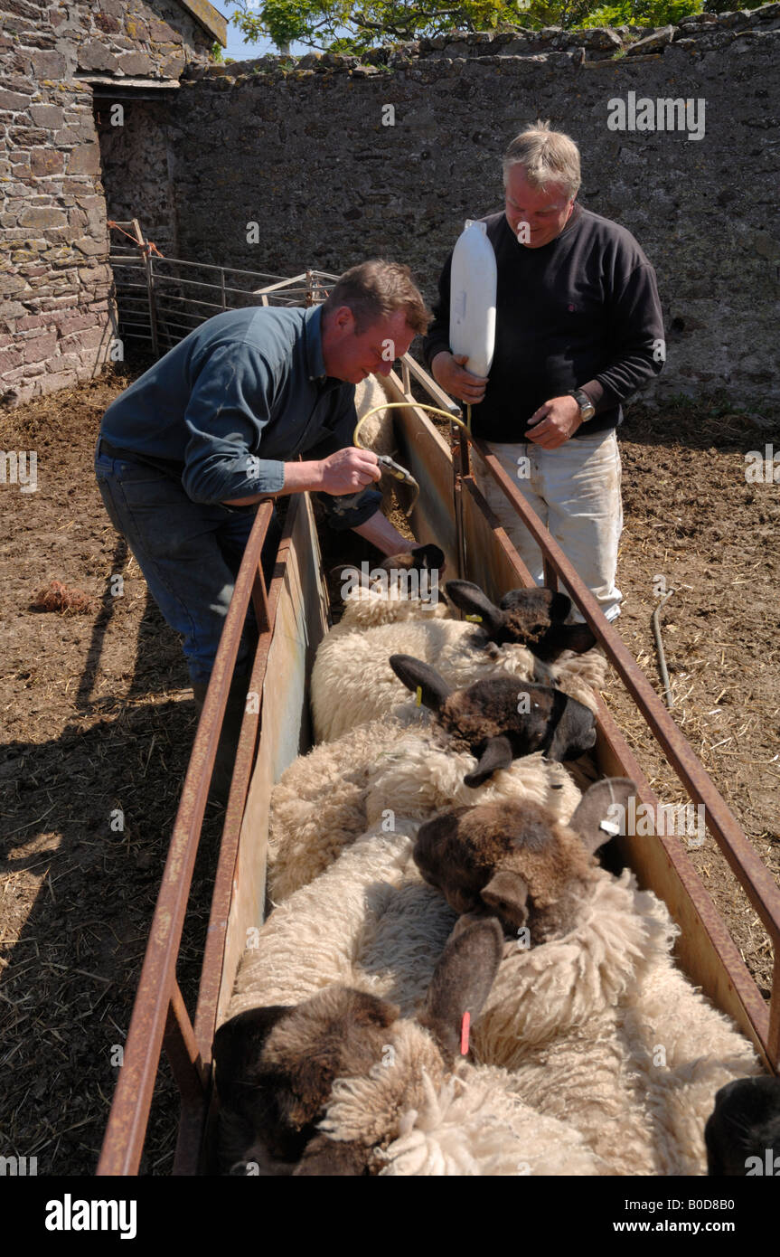Farmer administering medication to sheep Marloes Pembrokeshire Wales UK ...