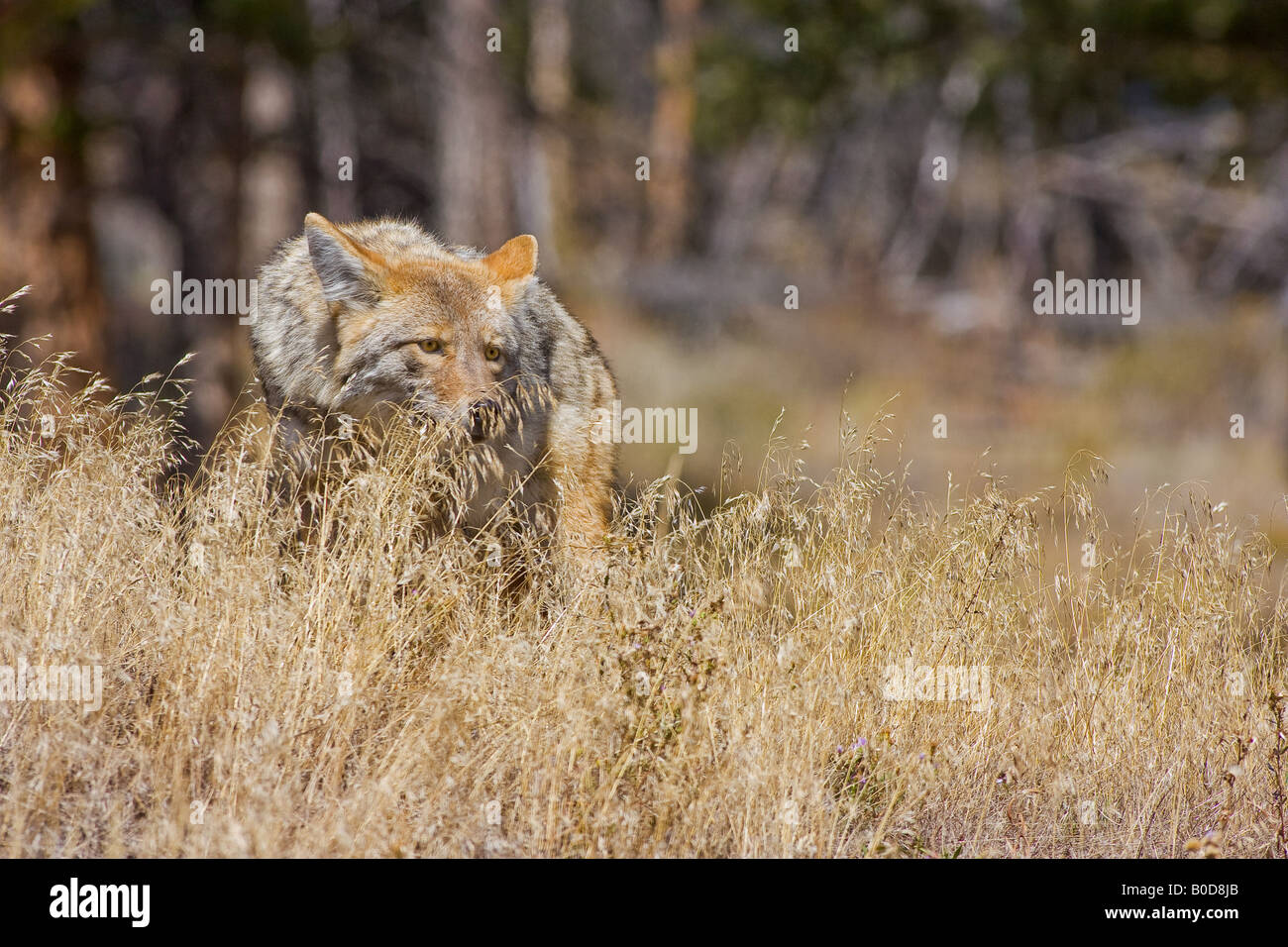 coyote stalking and hunting prey looking over tall weeds and grass ...
