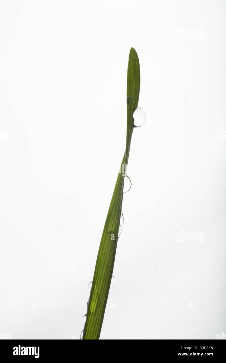 Iron wheat hi-res stock photography and images - Alamy