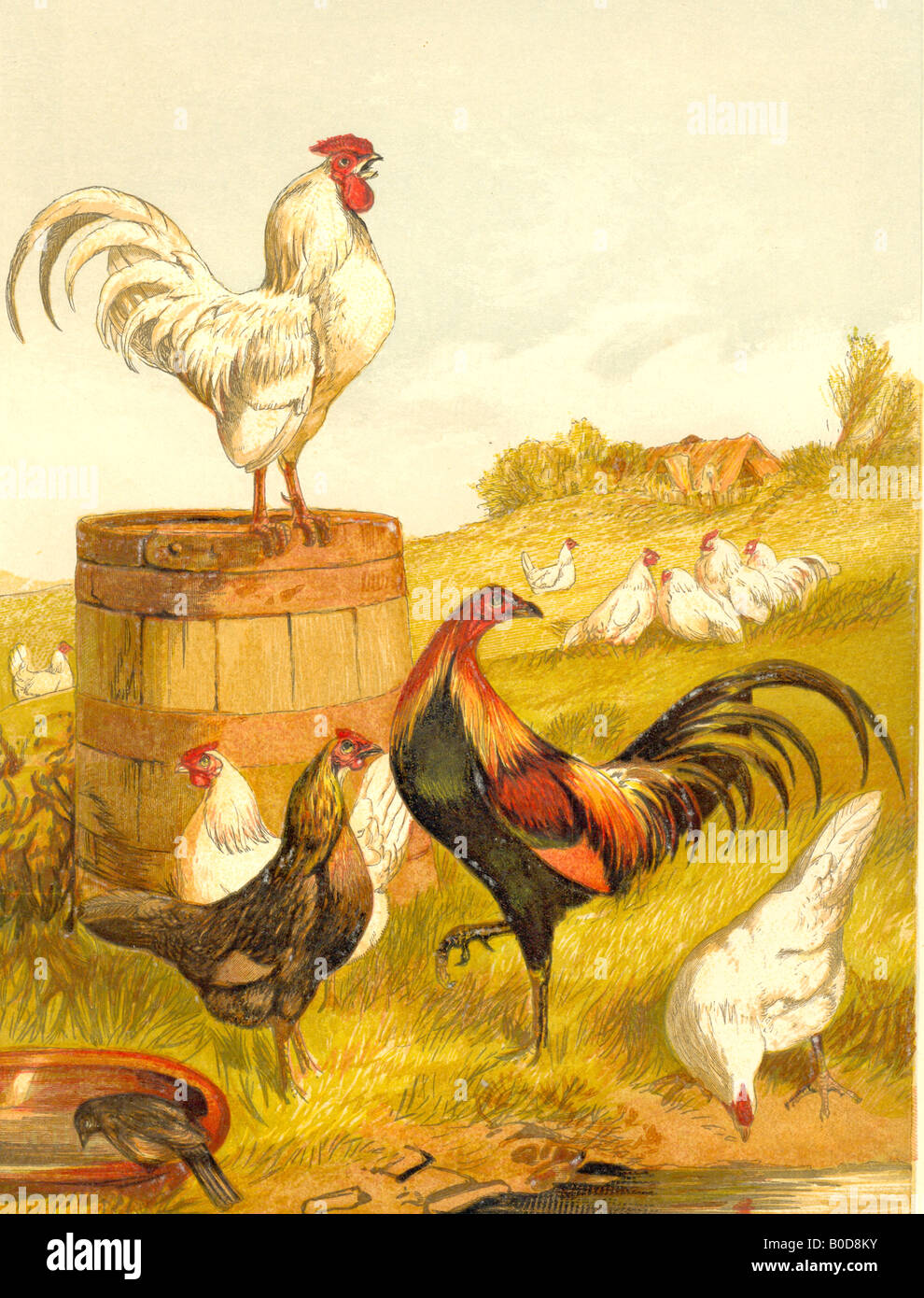 Chromolithograph of White and Game Bantams published by Leighton ...