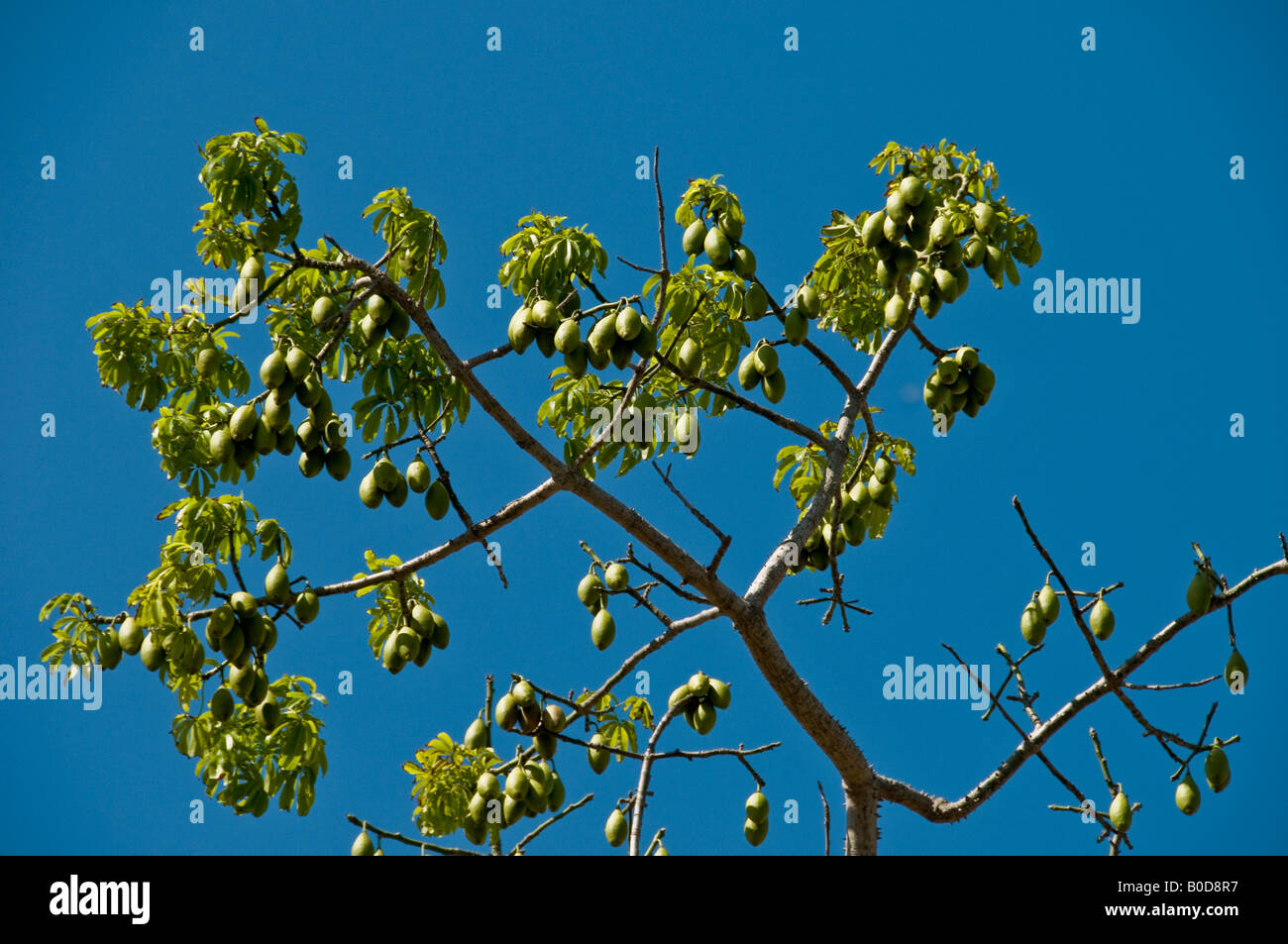 Kapok tree hi-res stock photography and images - Alamy