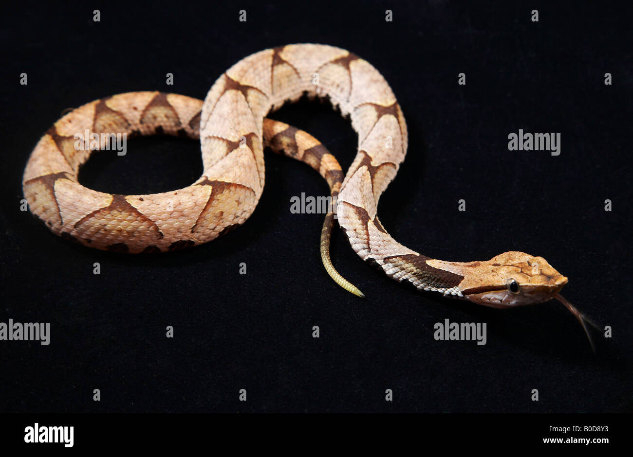 Sharp Nosed Viper Stock Photo - Alamy