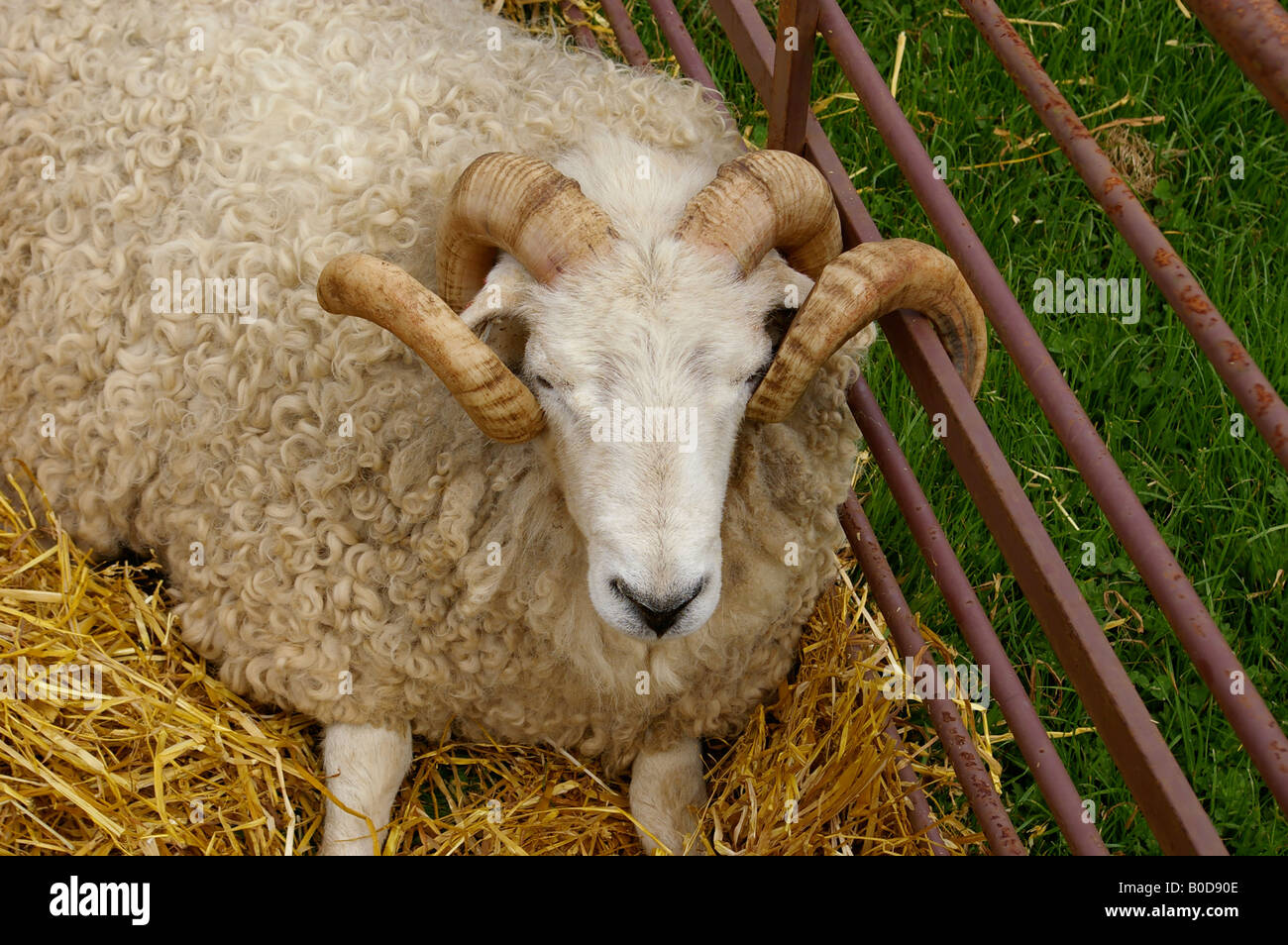 Ram with curly horns Stock Photo - Alamy